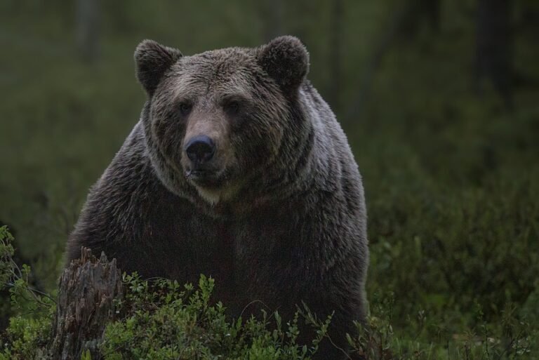 Surviving the Encounter: How to Handle a Bear Approaching You ...