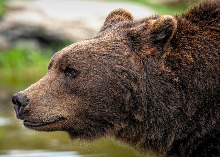 Survival Tips: How to React When a Bear Approaches – AnimalThreats.com
